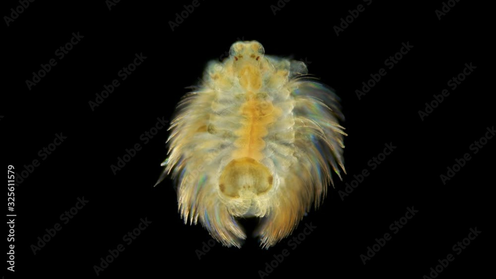 the larva of the Polychaeta worm under the microscope, at the nektohet ...