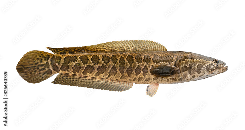 Snakehead fishing. Alive snake fish isolated on white background Stock ...