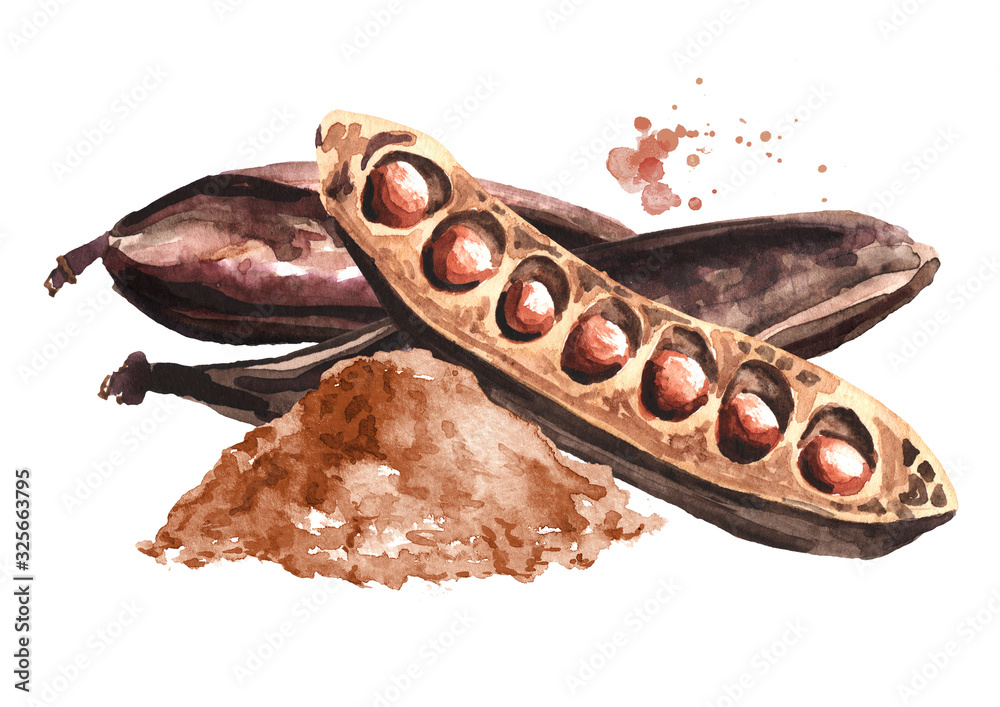 Carob pods, beans and powder. Hand drawn watercolor illustration ...