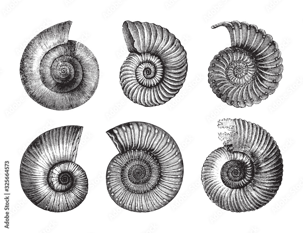 Shell fossil collection (Jurassic period) / vintage illustration from ...