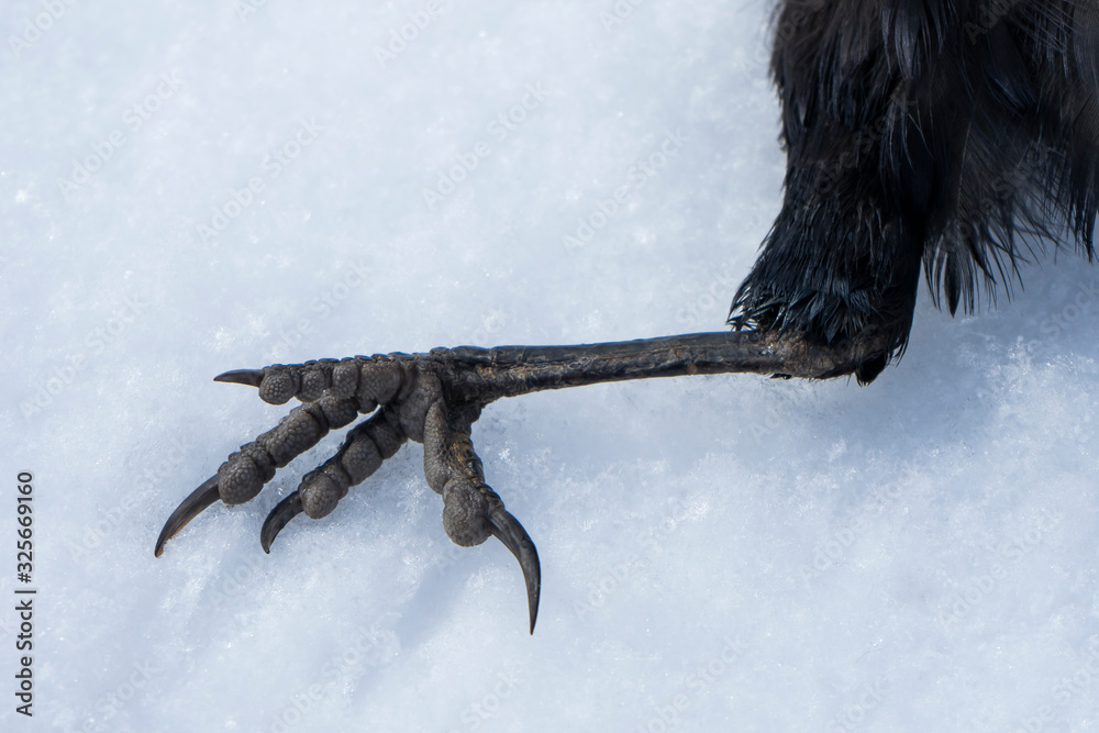raven paws closeup in the snow on a white background. isolate. claws ...
