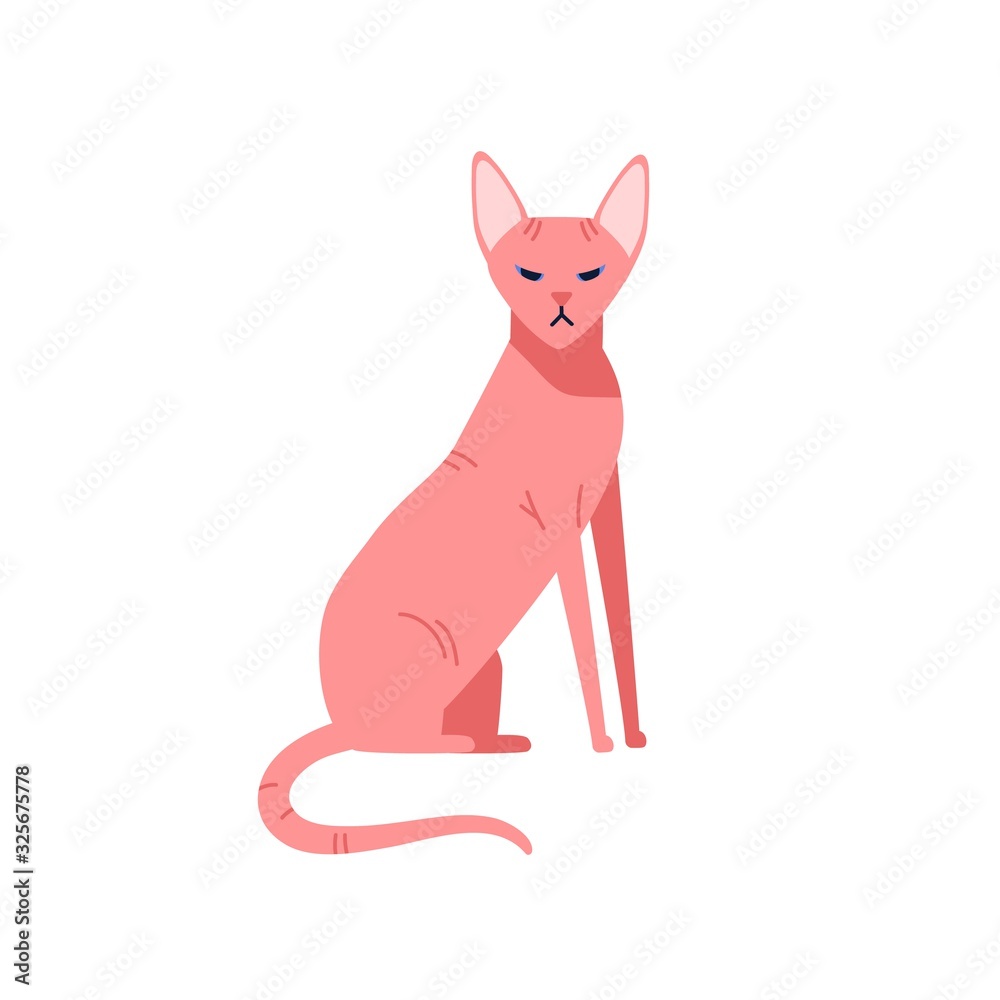 Hairless cat canadian sphinx breed isolated on white background. Nude ...