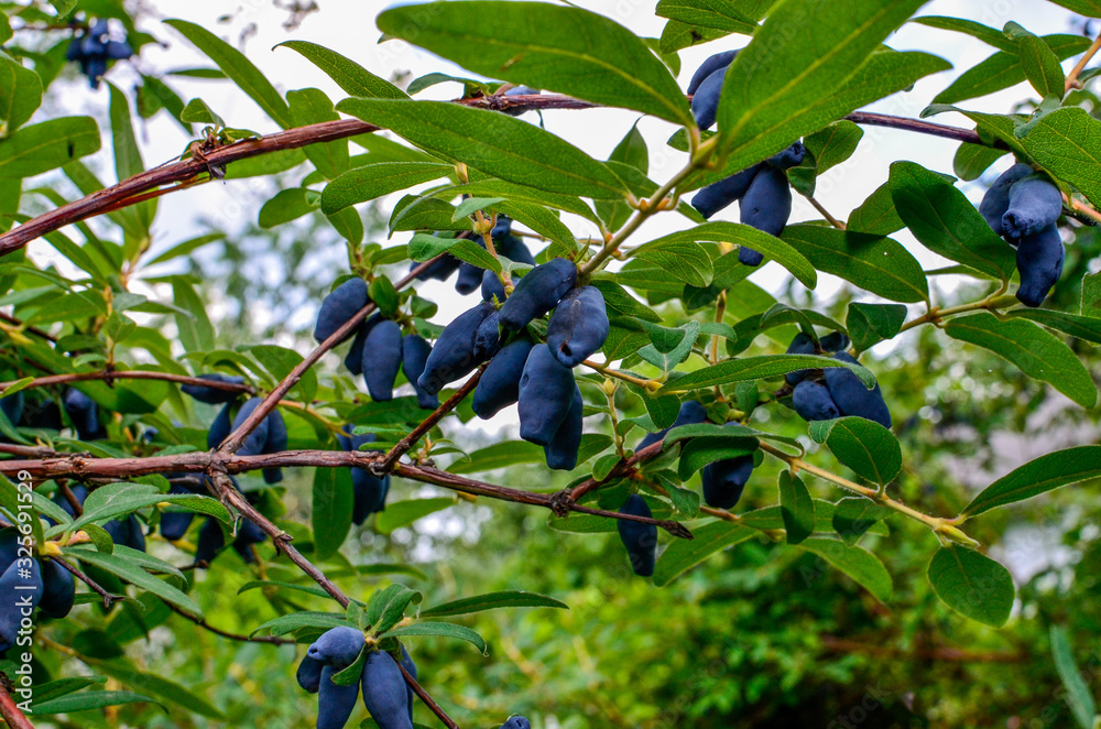Berries on the bush during harvest. Blue Honeysuckle (Lonícera caeruléa ...