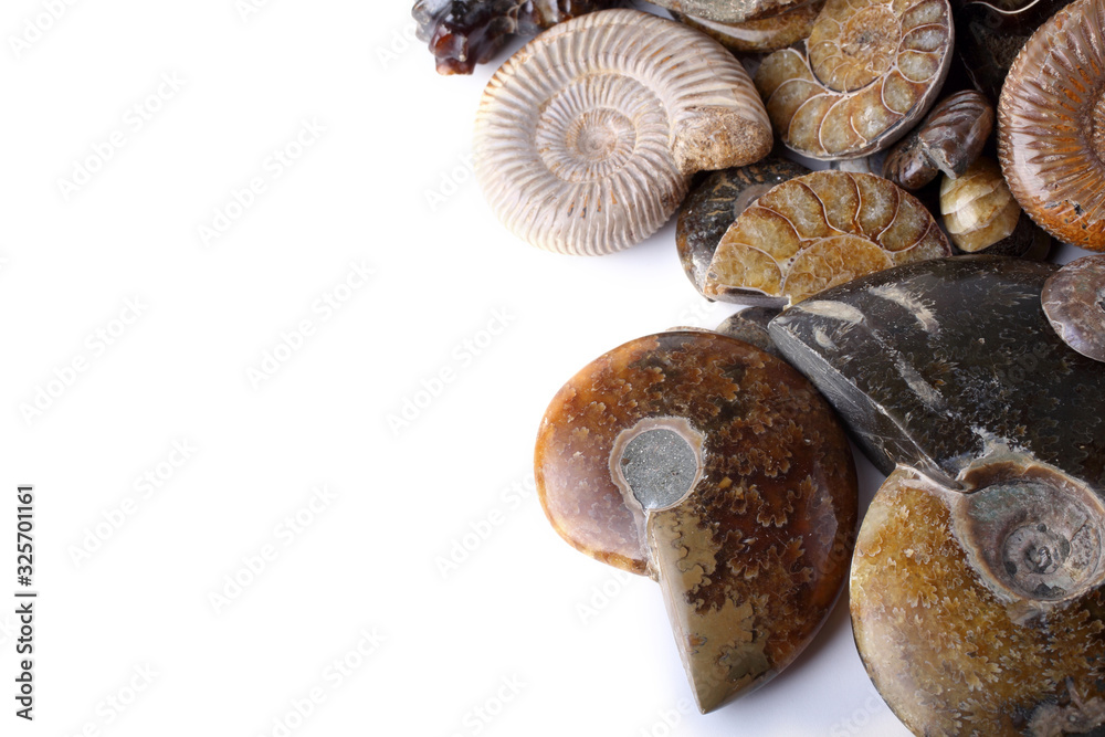 Ammonites isolated on white. Different ammonite varieties Stock Photo ...