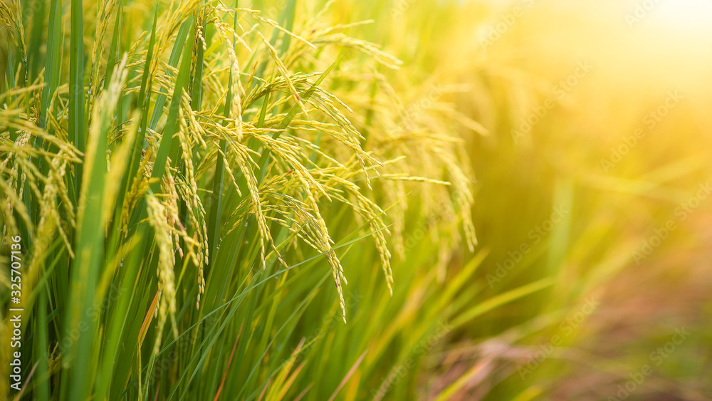 Close to golden fields, rice ears, green rice fields on soft background ...
