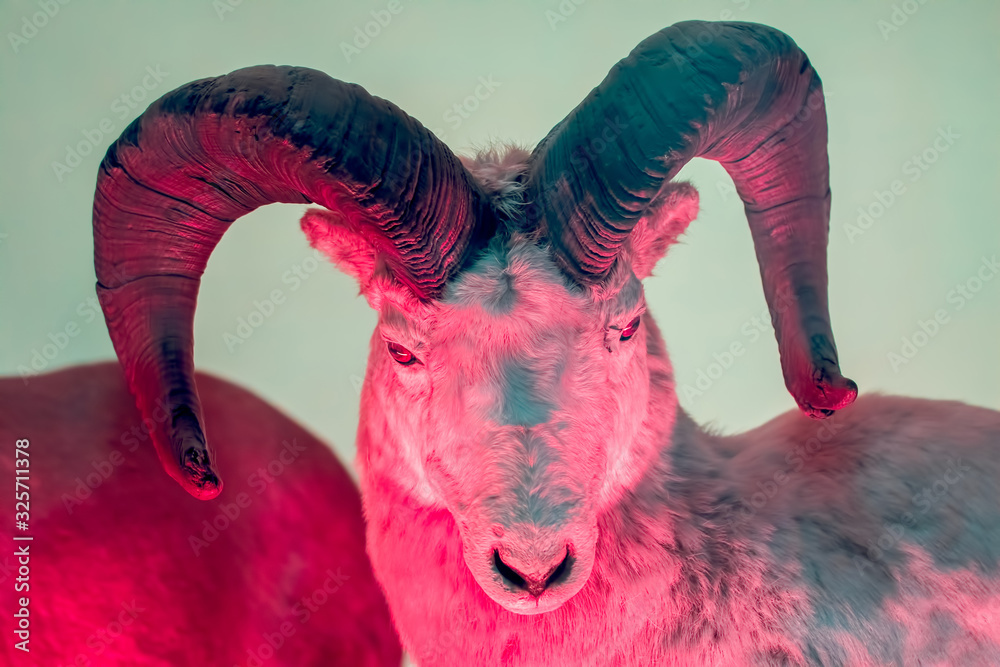 Mystical beast. Pan devil creature. Dall sheep over red light. Stock ...