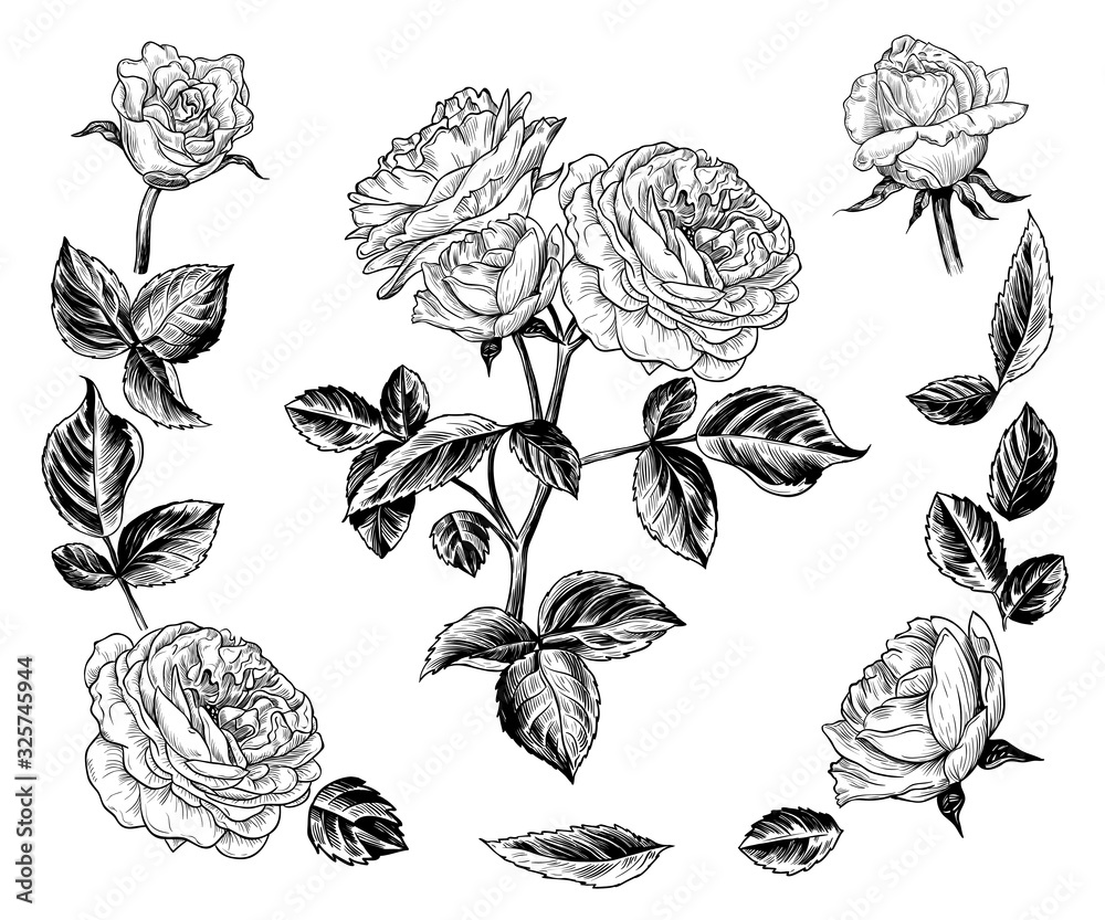 . A sketch of a rose bush. An isolated drawing of a rose bush, flowers ...