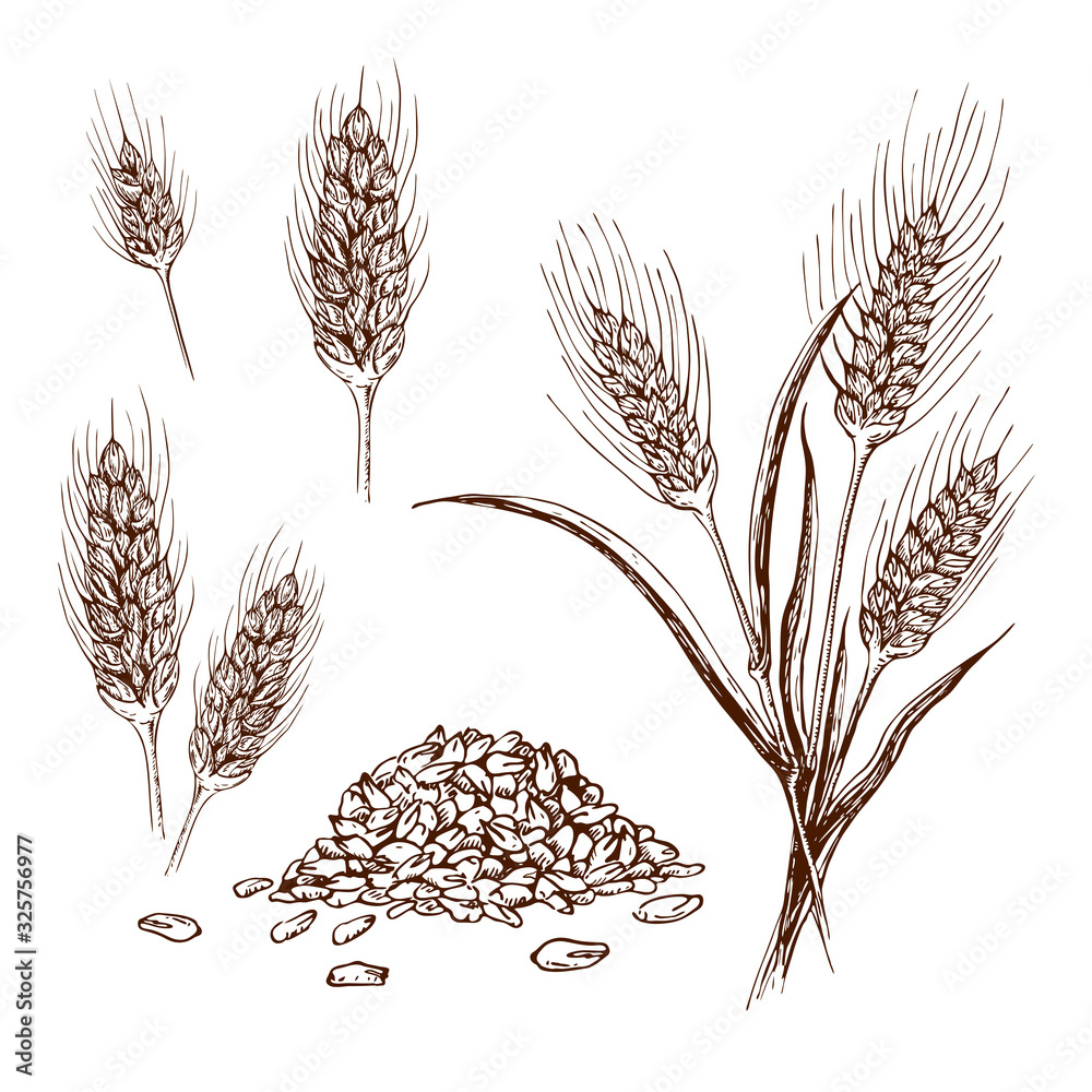 hand drawn wheat or barley isolated on white background. Wheat ...
