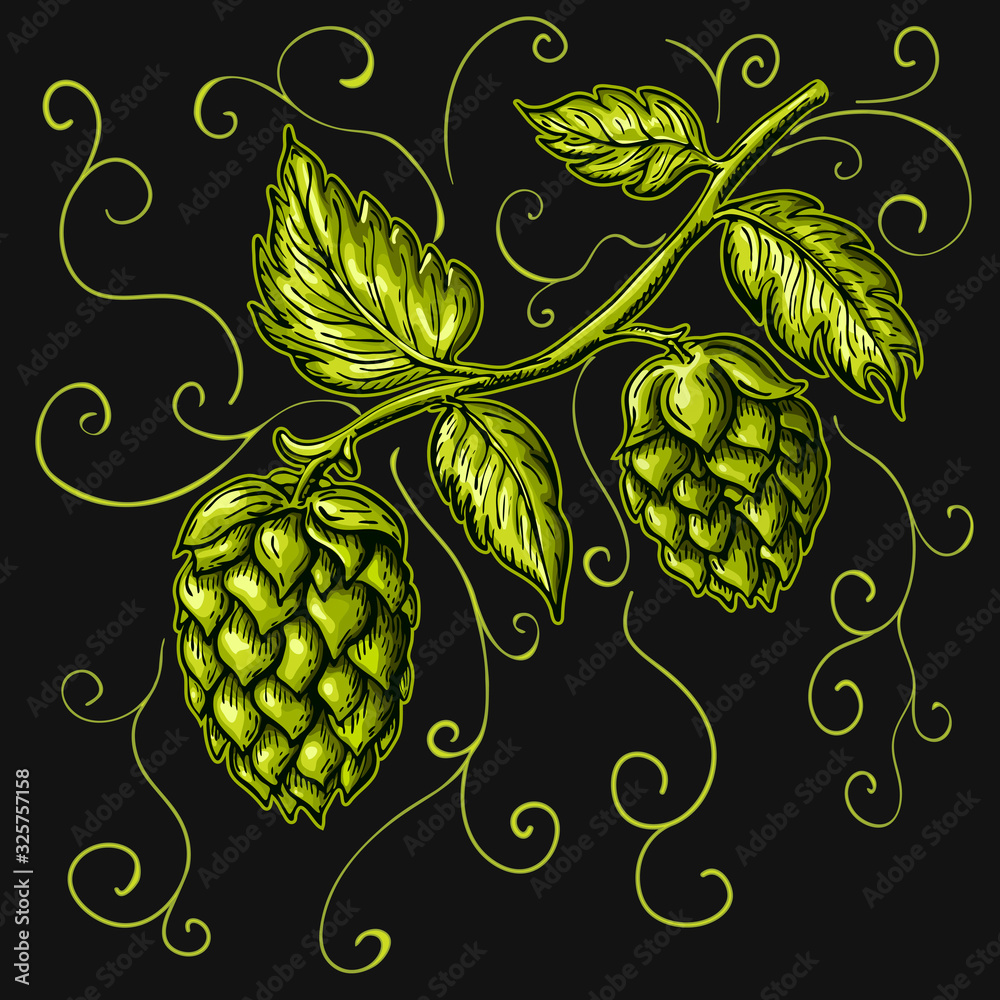 hand drawn hops plant illustration isolated on white. hop on a branch ...