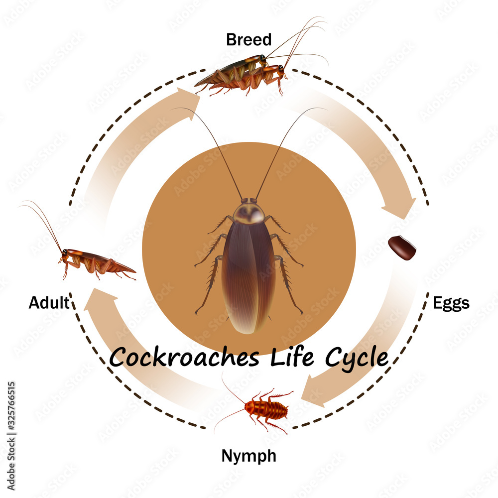 Cockroaches Life Cycle object vector on white background.Isolated.for ...