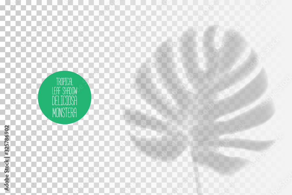 The effect of applying a transparent shadow to the plant leaf. branch ...