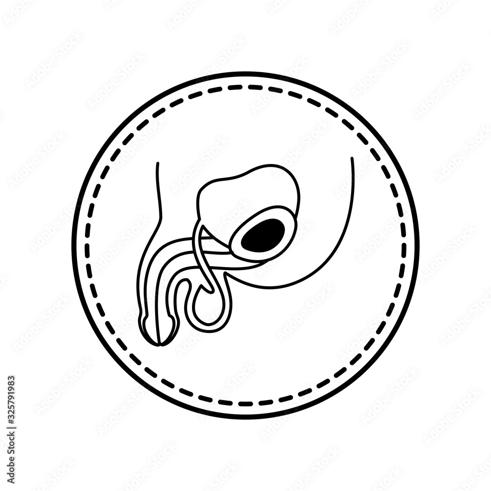 Isolated male reproductive system icon vector design Stock Vector ...