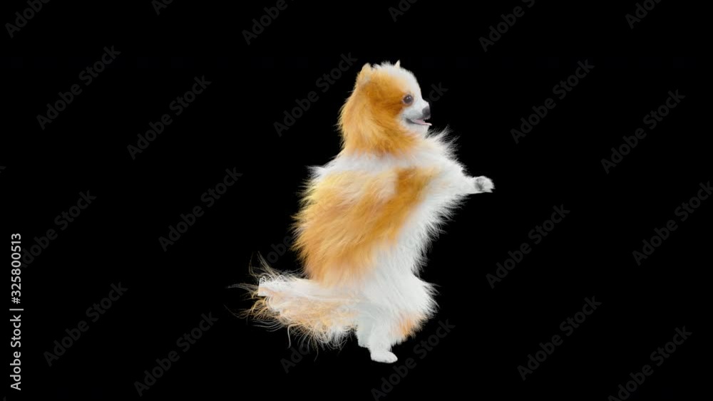 Dog Dance CG fur 3d rendering animal realistic composition, 3d mapping ...