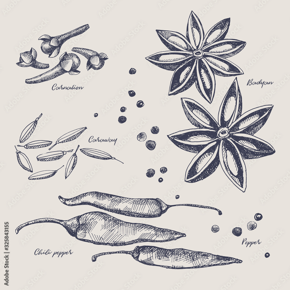 Hand drawn set of spices for cooking. Spicy spices: cloves, pepper ...