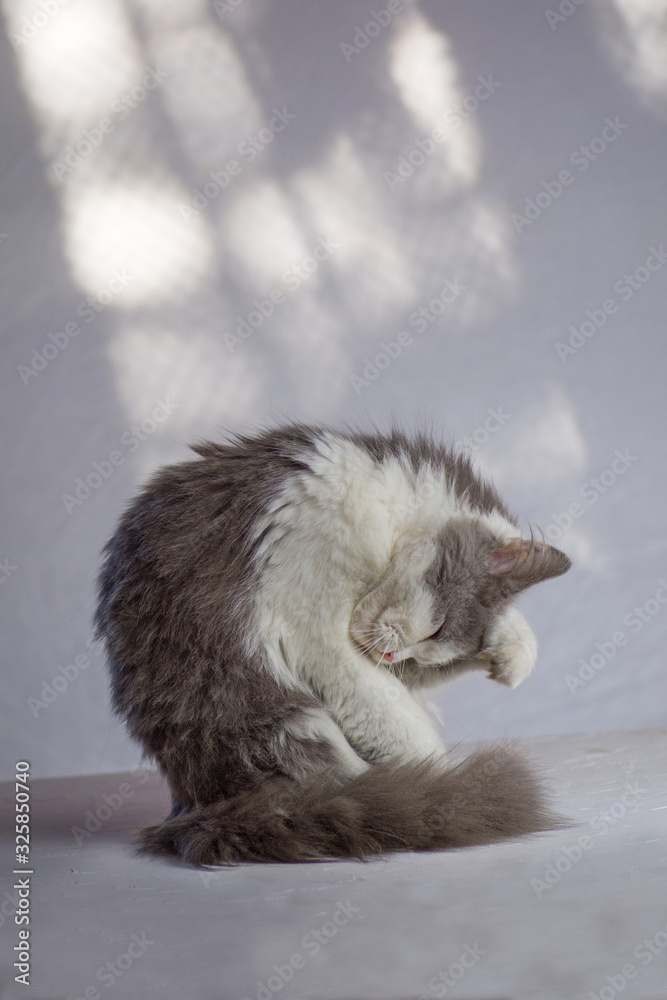 Cat with paw over his eye. cat hide face with paw Stock Photo | Adobe Stock