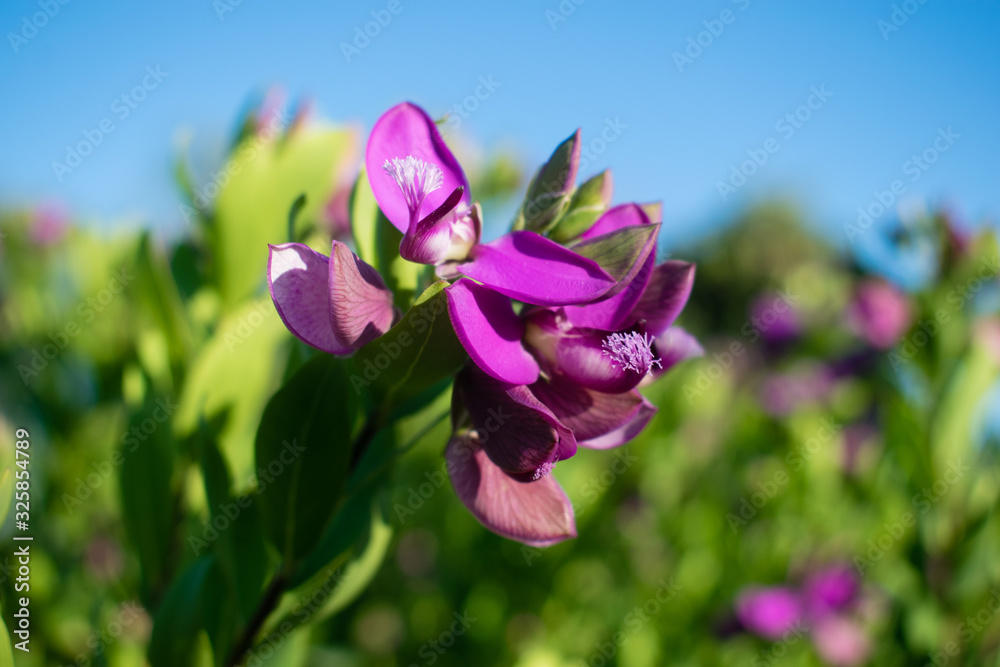 PURPLE AFRICAN CAPE DAISY Dimorphotheca Flower , Osteospermum ...