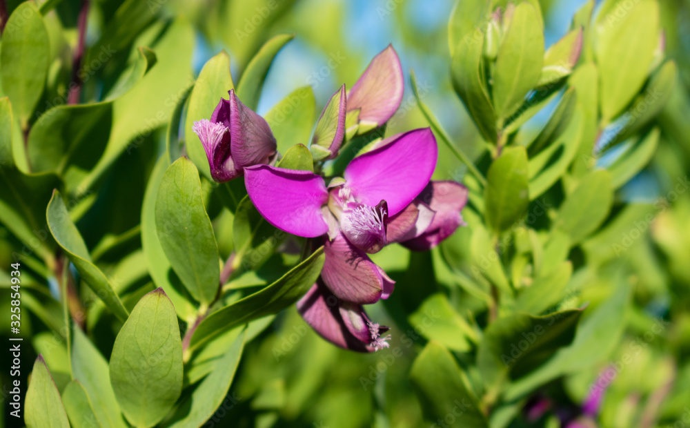 PURPLE AFRICAN CAPE DAISY Dimorphotheca Flower , Osteospermum ...