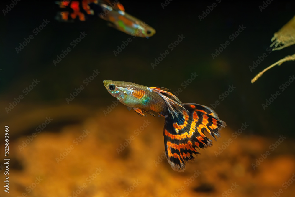 Guppy - Poecilia reticulata in a freshwater aquarium Stock Photo ...