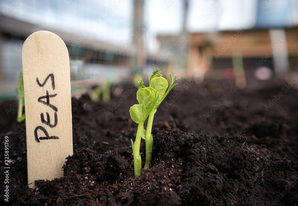 Pea Seedling