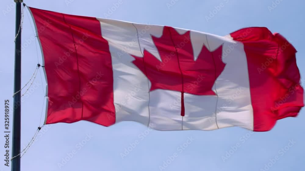 Vidéo Stock Gorgeous national symbol Canada flag red white maple leaf ...