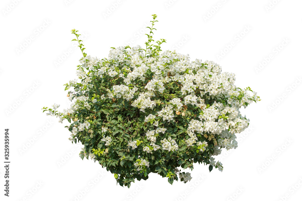 flower plant bush tree isolated include clipping path on white ...