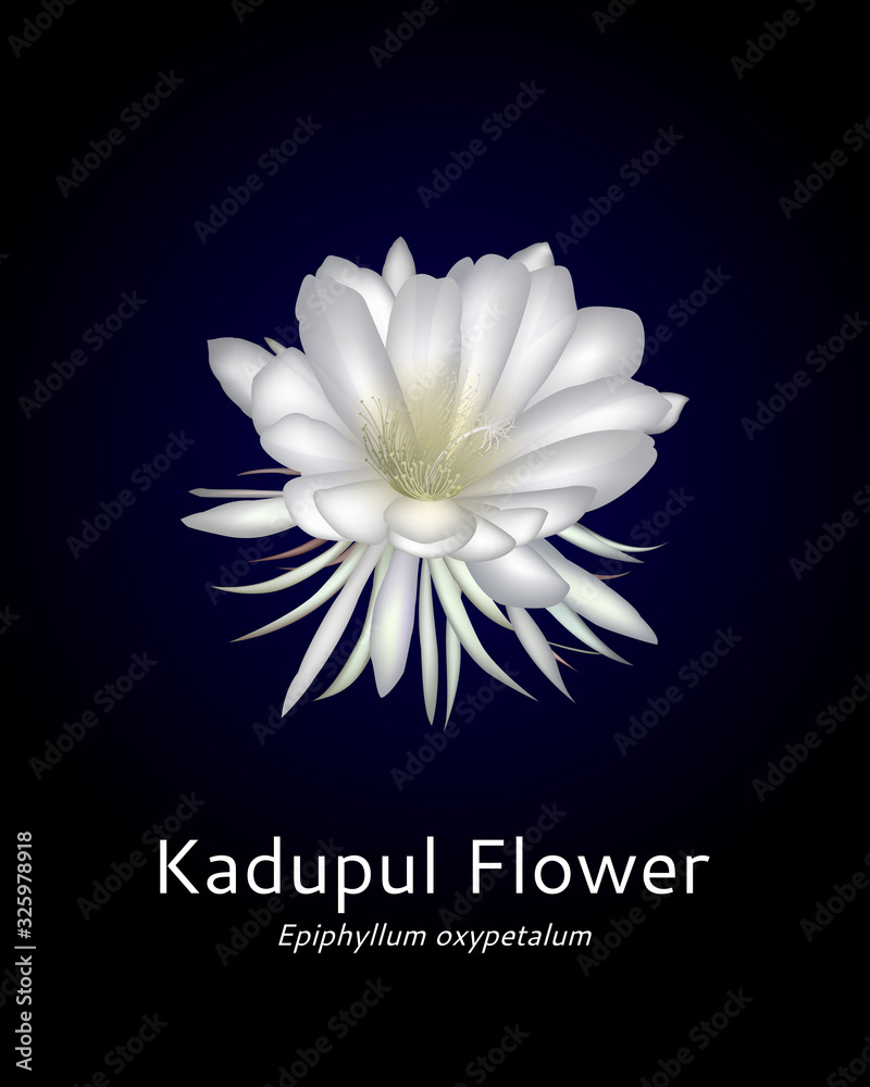 Night-blooming cereus vector illustration. Kadupul flower in Sri Lanka ...