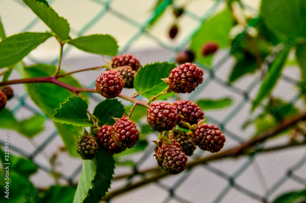 Rubus idaeus, shrub, a species of the Rubus genus of the family ...