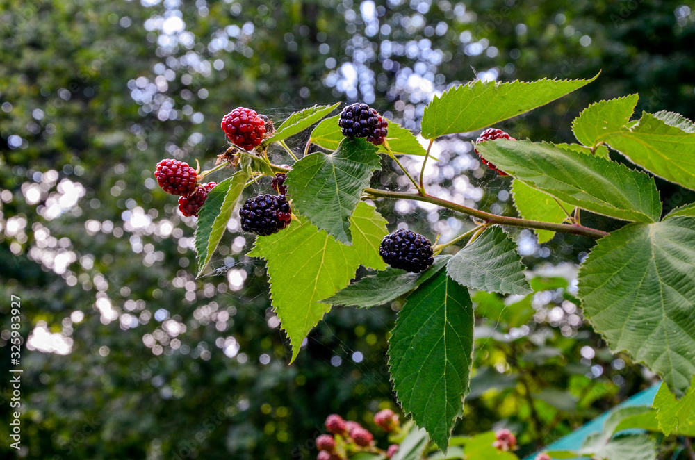 Rubus idaeus, shrub, a species of the Rubus genus of the family ...