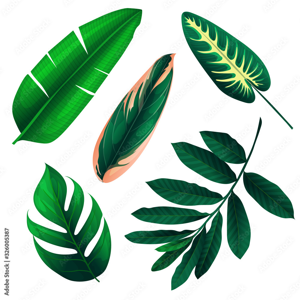 Vector realistic illustration set of tropical leaves isolated on white ...