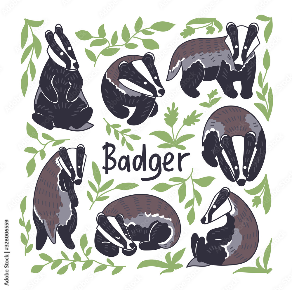 Badger vector illustration. Hand drawn set of сute Meles meles in ...