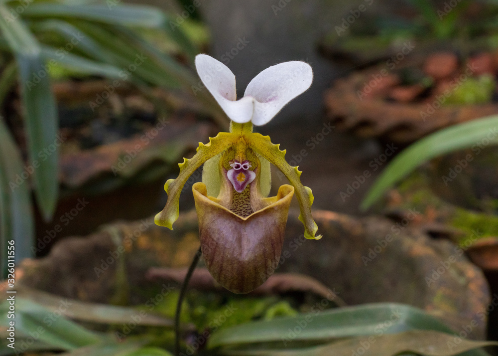 Human face or lady's slipper shaped orchid flower. It is a carnivorous ...