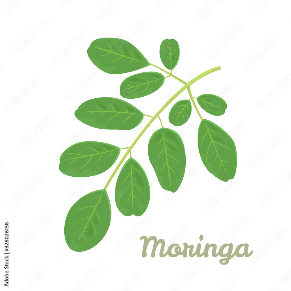 Moringa oleifera leaves Isolated on white background. Vector ...