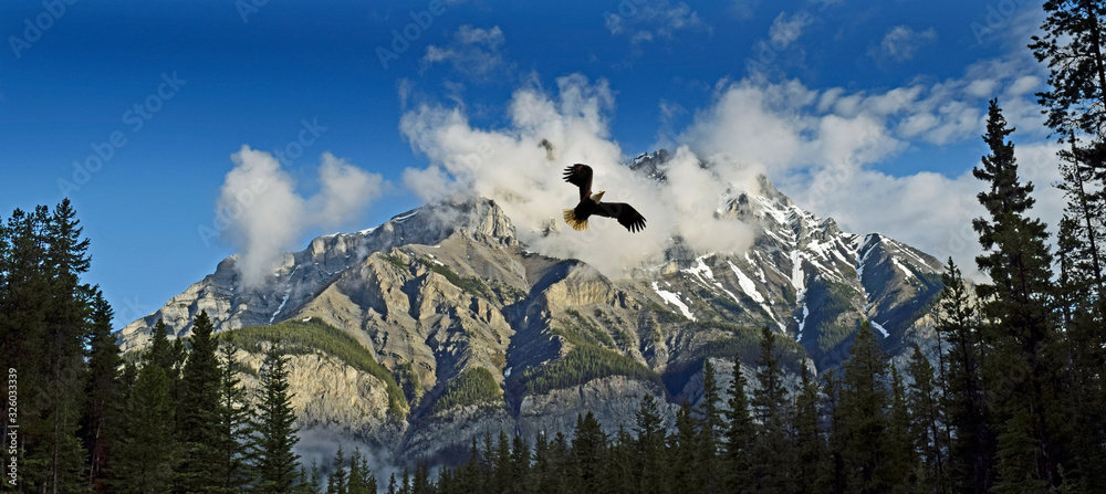Bald eagle in Banff National park, Alberta , Canada Stock Photo | Adobe ...