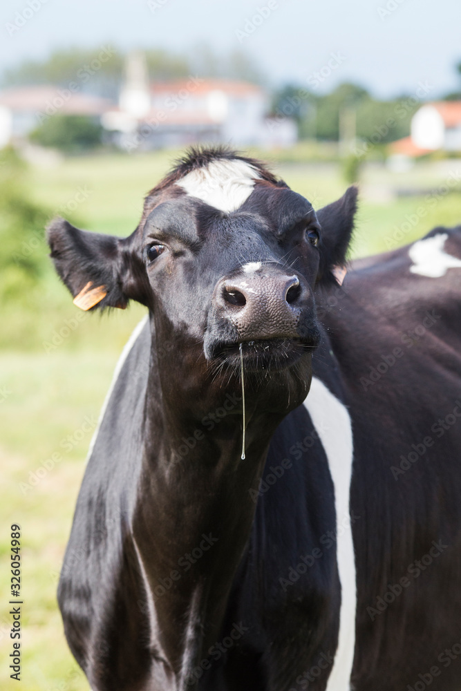 black and white milk cow drools in a very funny gesture. Bos ...