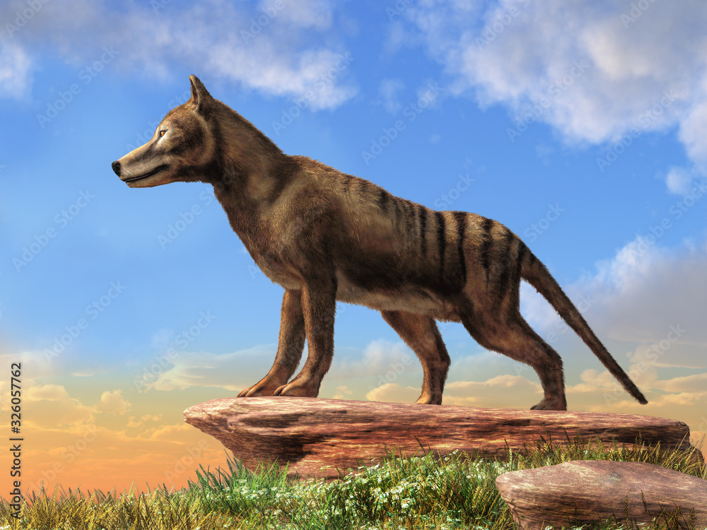 Thylacine was the largest carnivorous marsupial. Now extinct, the last ...