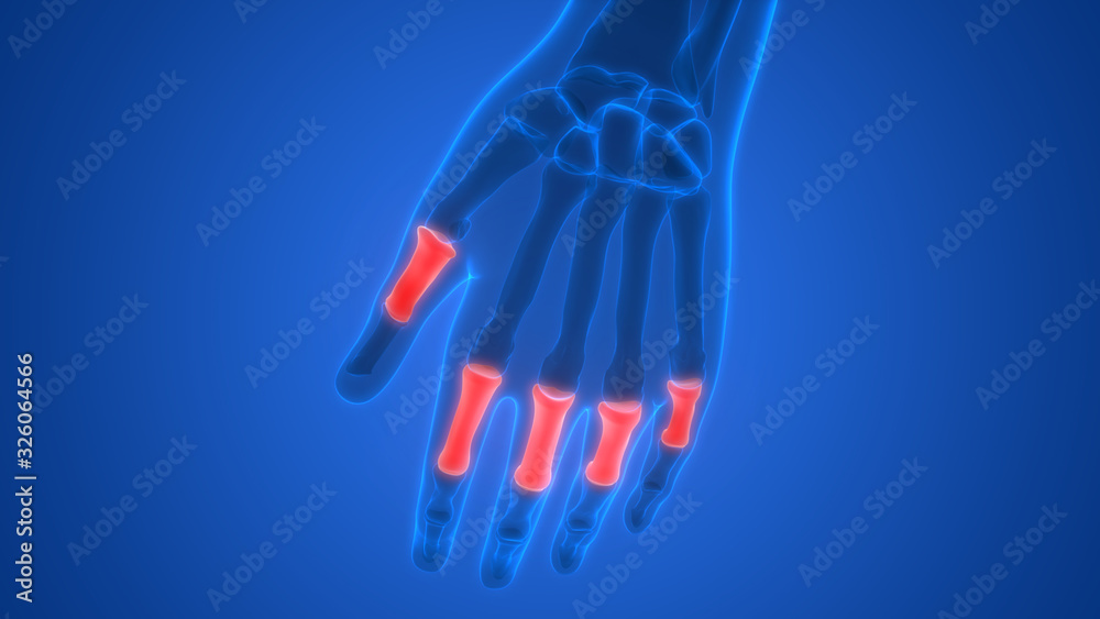 Human Skeleton System Proximal Phalanges Joints Anatomy Stock ...