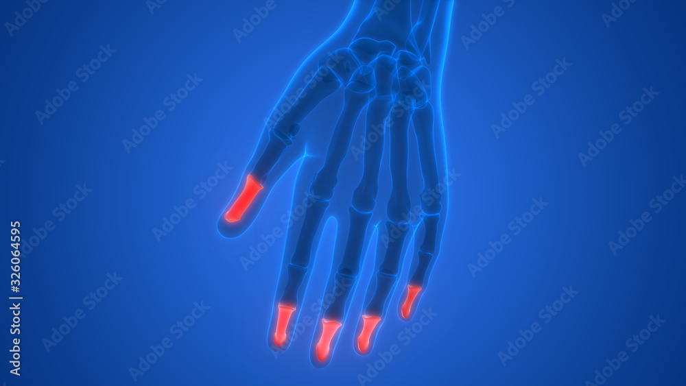 Human Skeleton System Distal Phalanges Joints Anatomy Stock ...