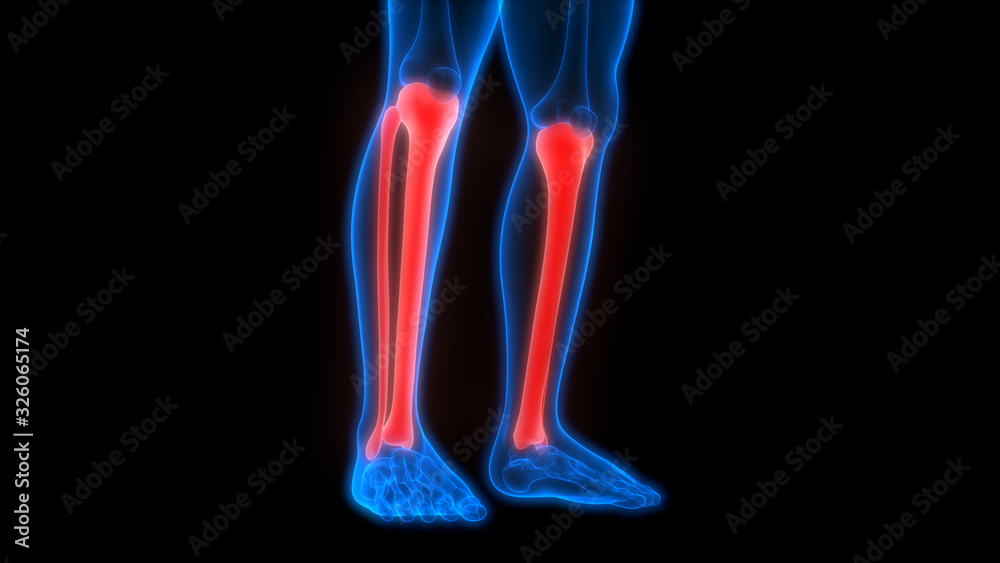 Human Skeleton System Tibia and Fibula Bone Joints Anatomy Stock ...