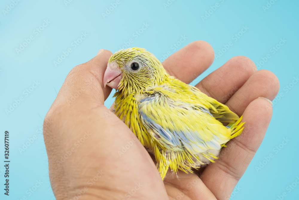 Baby Yellow Parakeets