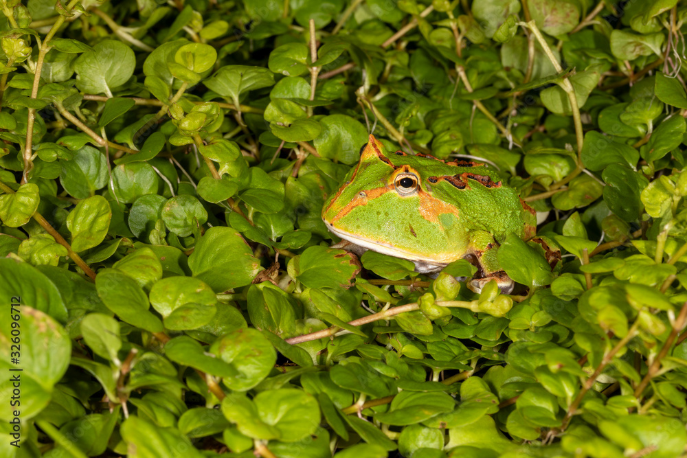 Normal coloration of a small pacman frog Stock Photo | Adobe Stock