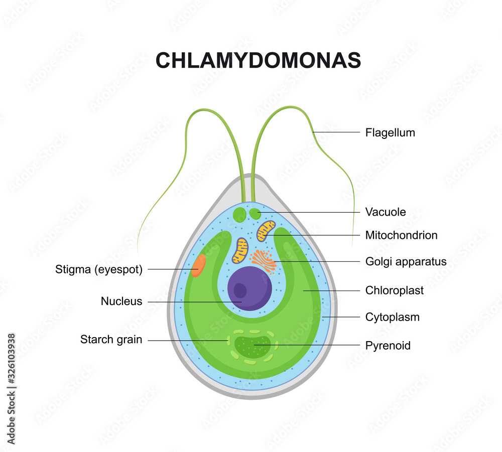 Vector structure of Chlamydomonas. Educational illustration. Stock ...