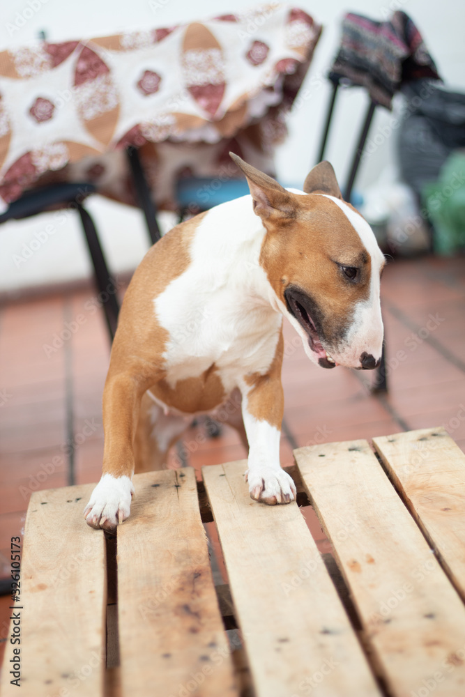 The English Bull Terrier or Bull Terrier is a dog breed of the terrier ...