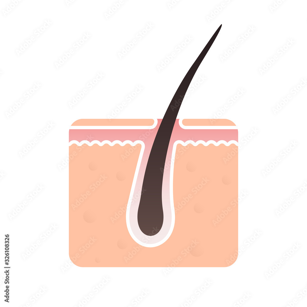 Hair follicle structure vector flat icon. Hair bulb follicle pore, head ...
