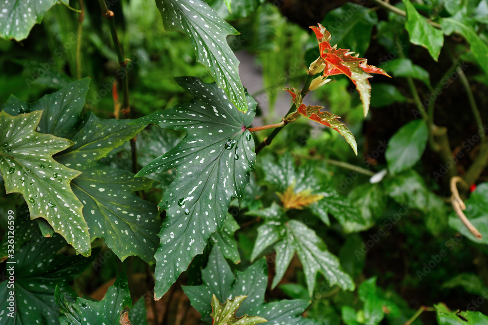 Tropical 'Begonia Aconitifolia' plant with deeply toothed to lobed ...