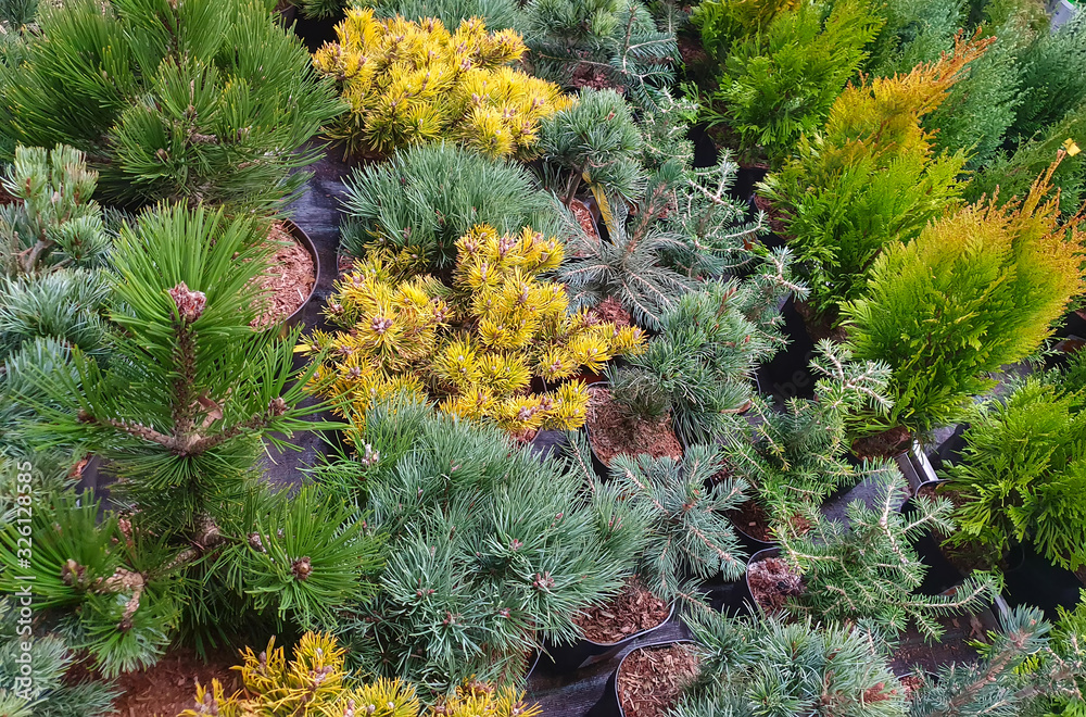 various types of conifers on the farmers market Stock Photo | Adobe Stock
