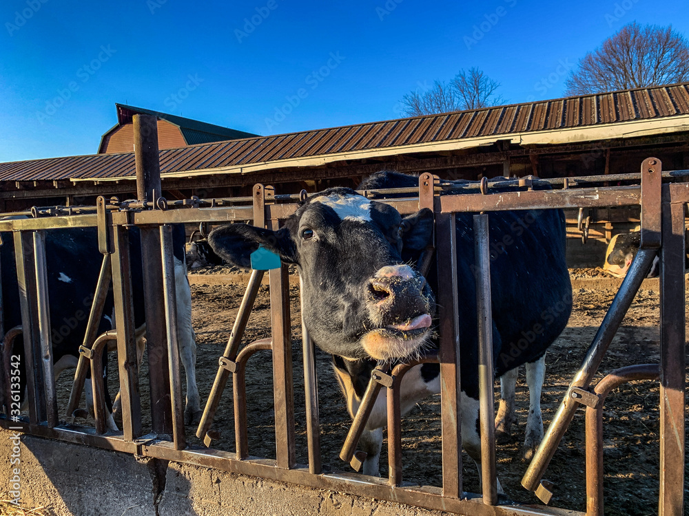 how on farm with head through stall Stock Photo | Adobe Stock