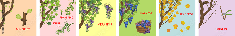 Annual growth life cycle of grapevine. Grapevine development and ...