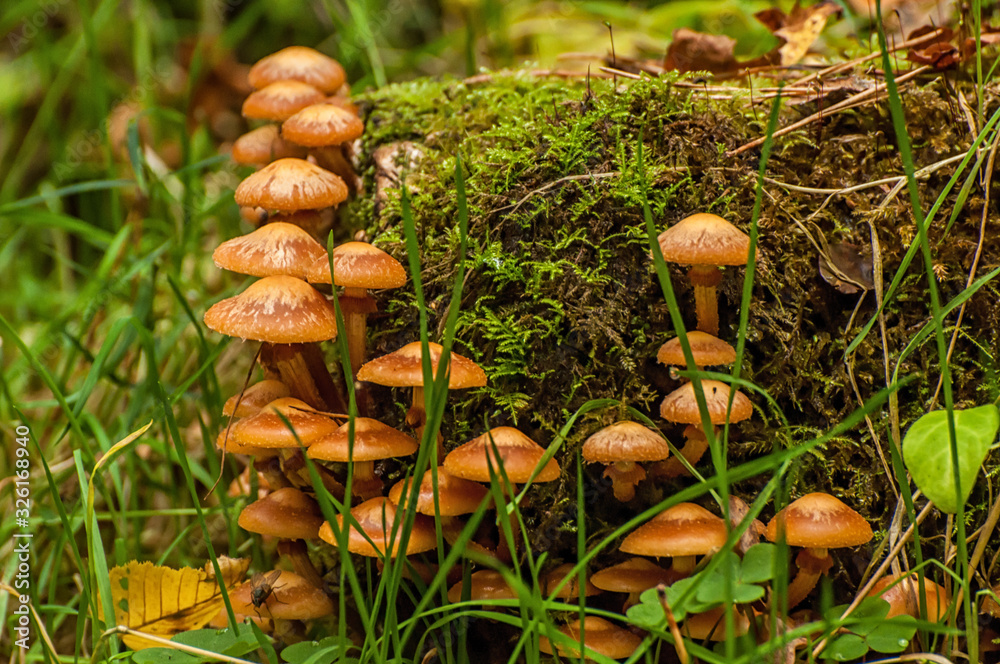 Pilze Stock Photo | Adobe Stock