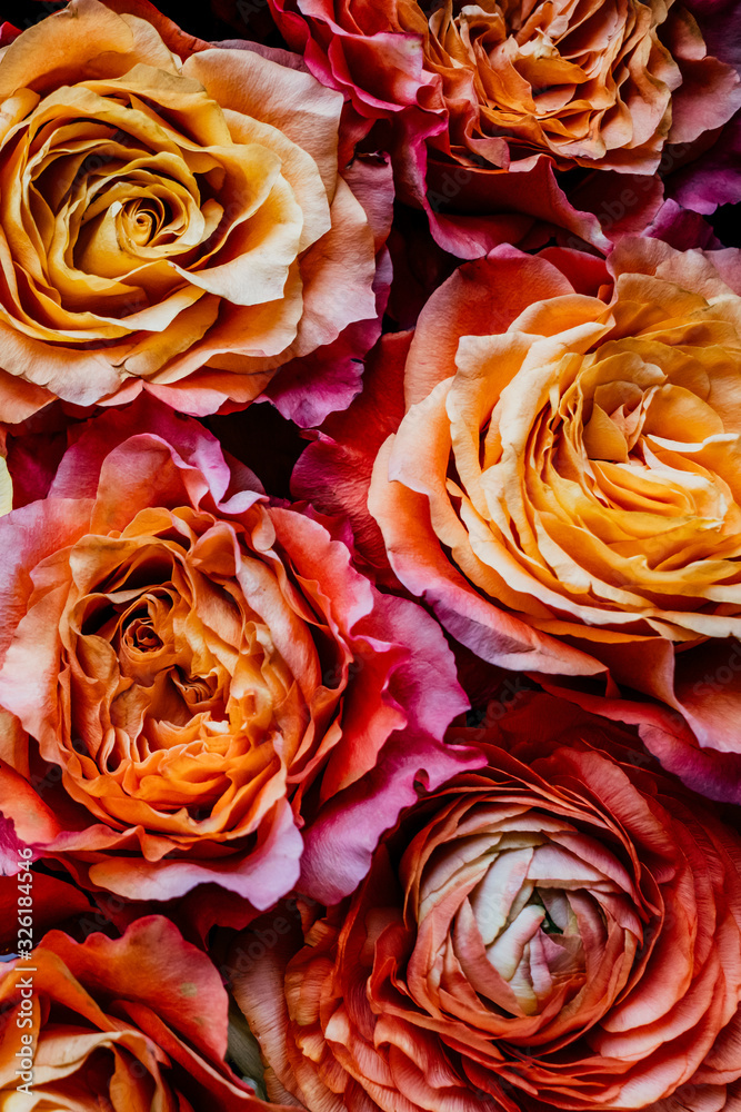 Overhead shot of pink and orange ombre roses Stock Photo | Adobe Stock