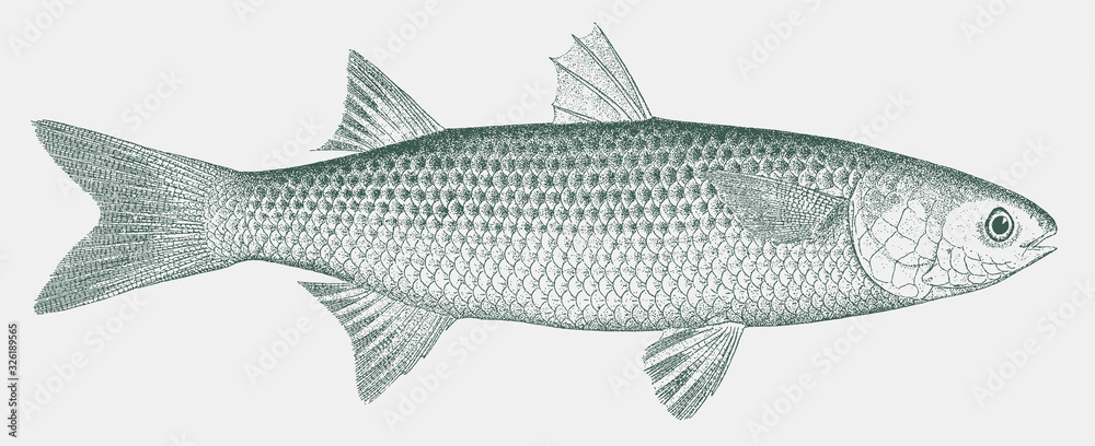 Flathead grey mullet mugil cephalus, tropical food fish in side view ...